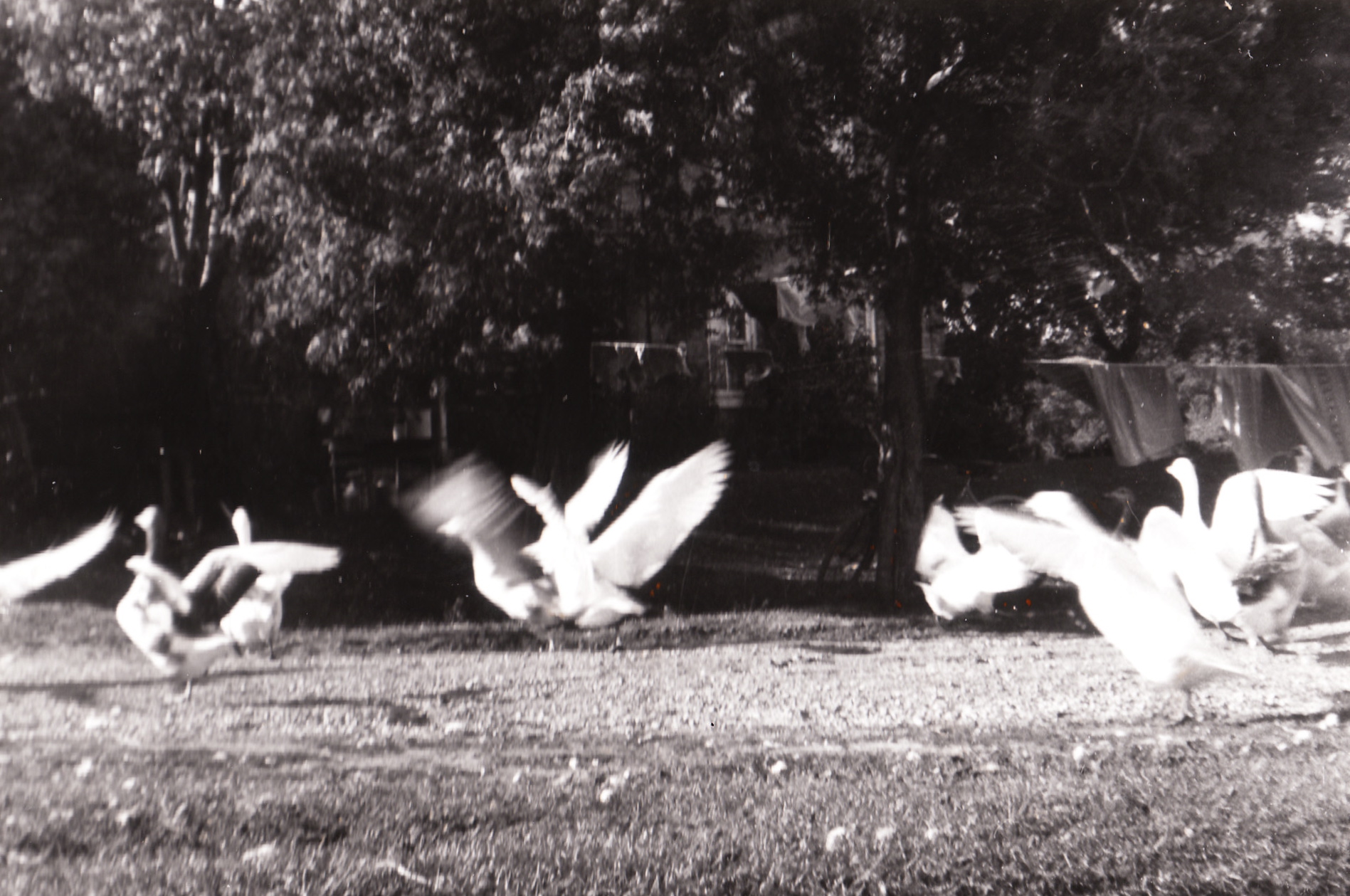 James Reaney’s A Suit of Nettles: April – James Reaney